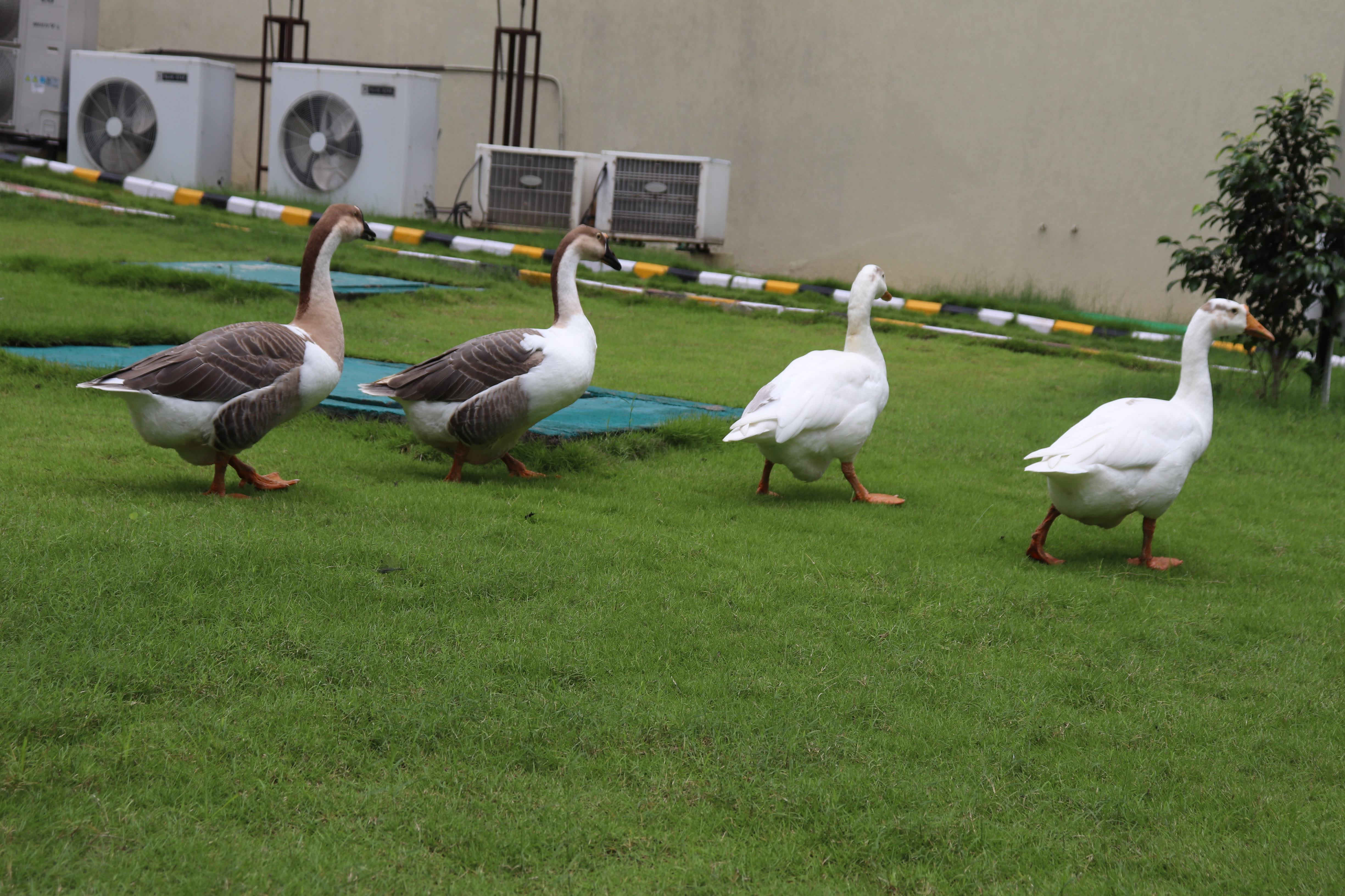 Capgemini Hyderabad Office: Where Innovation Meets Career Growth