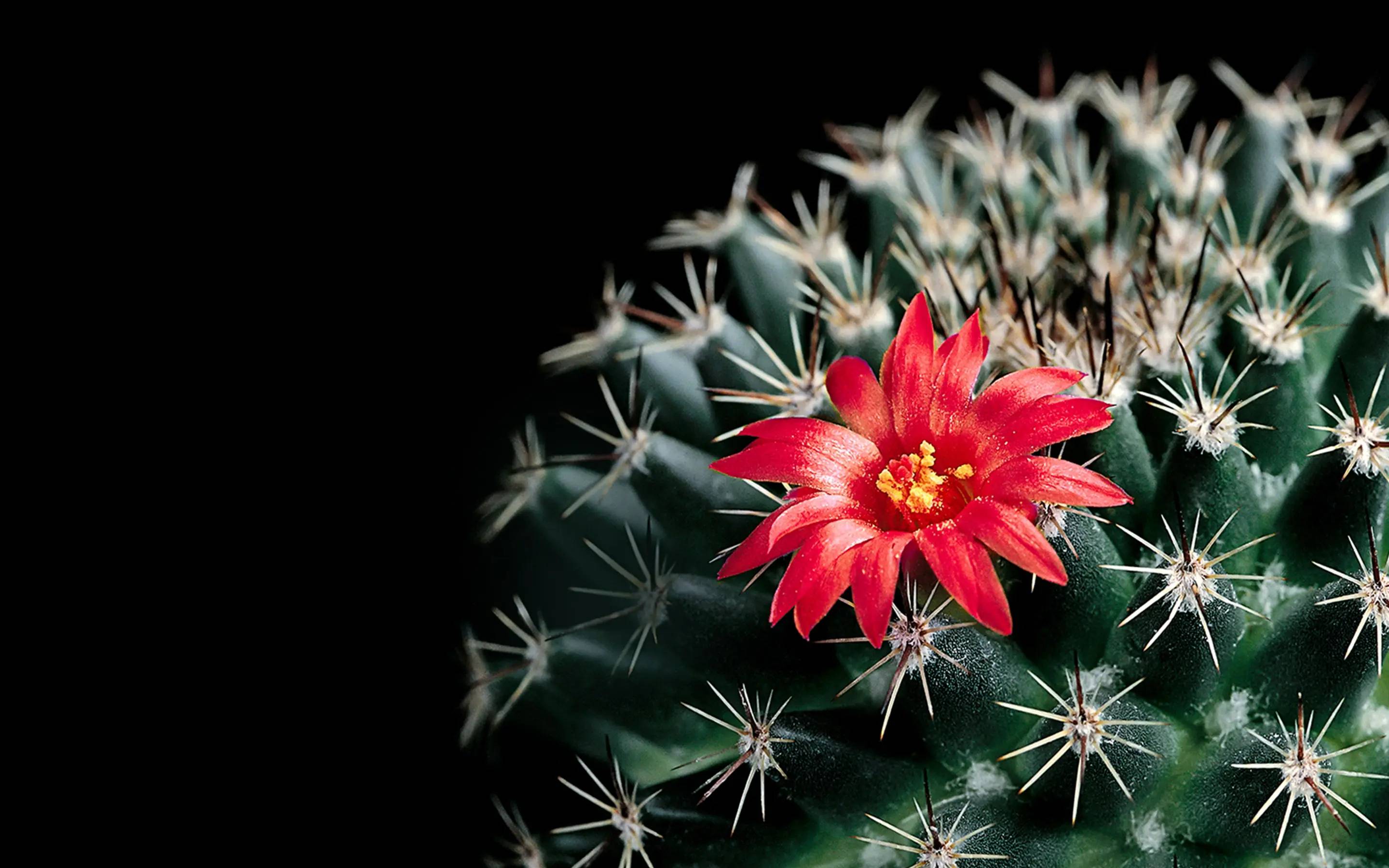 Capgemini - Get The Future You Want