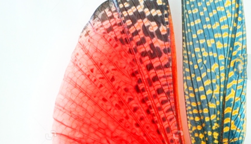 Global Data Science Challenge - Capgemini UK