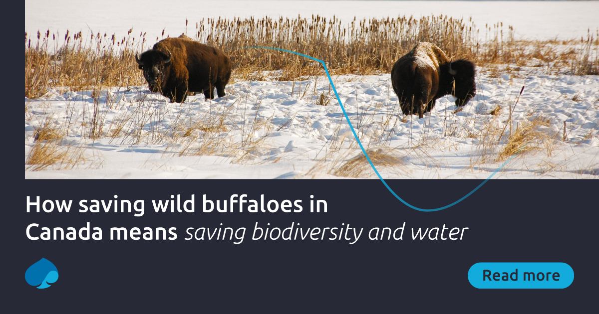 Saving wild buffaloes in Canada means saving biodiversity and water ...